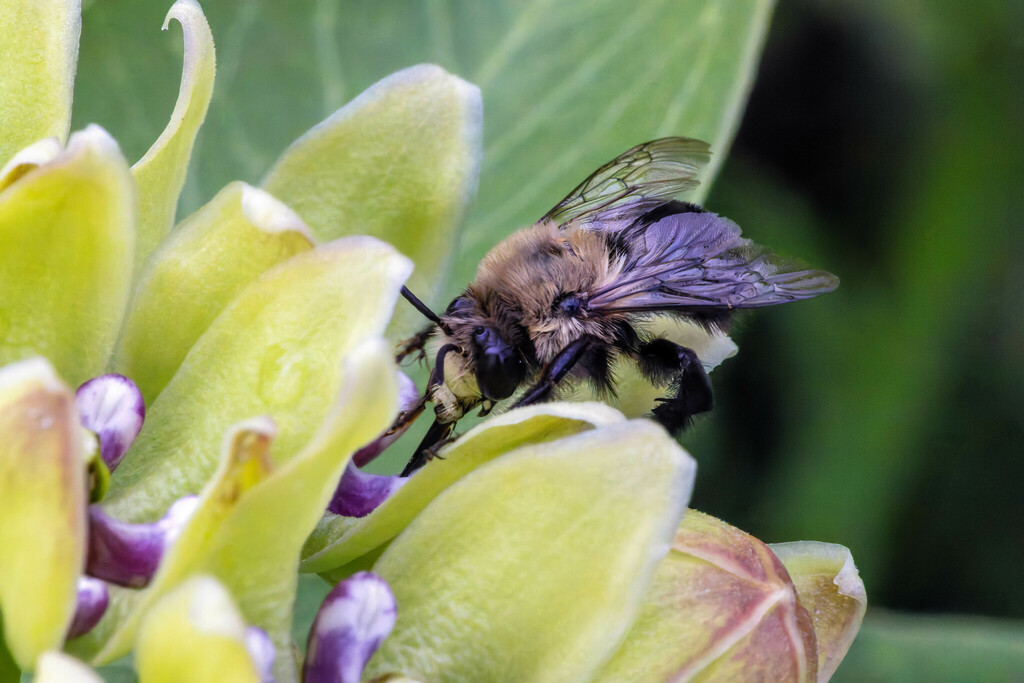 Abrupt Digger Bee from Lewisville, TX, USA on April 26, 2024 at 03:43 ...