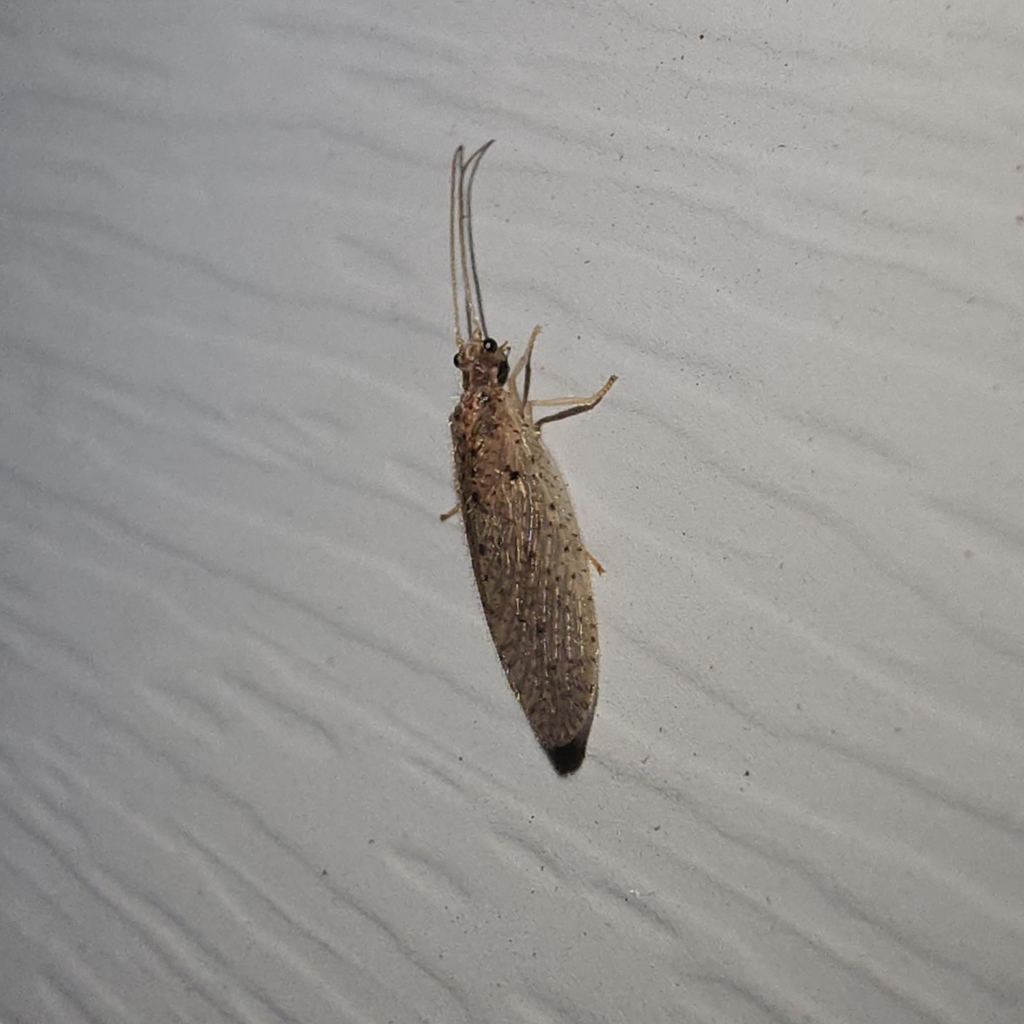 Micromus from Blythewood, SC, USA on April 27, 2024 at 10:03 PM by ...