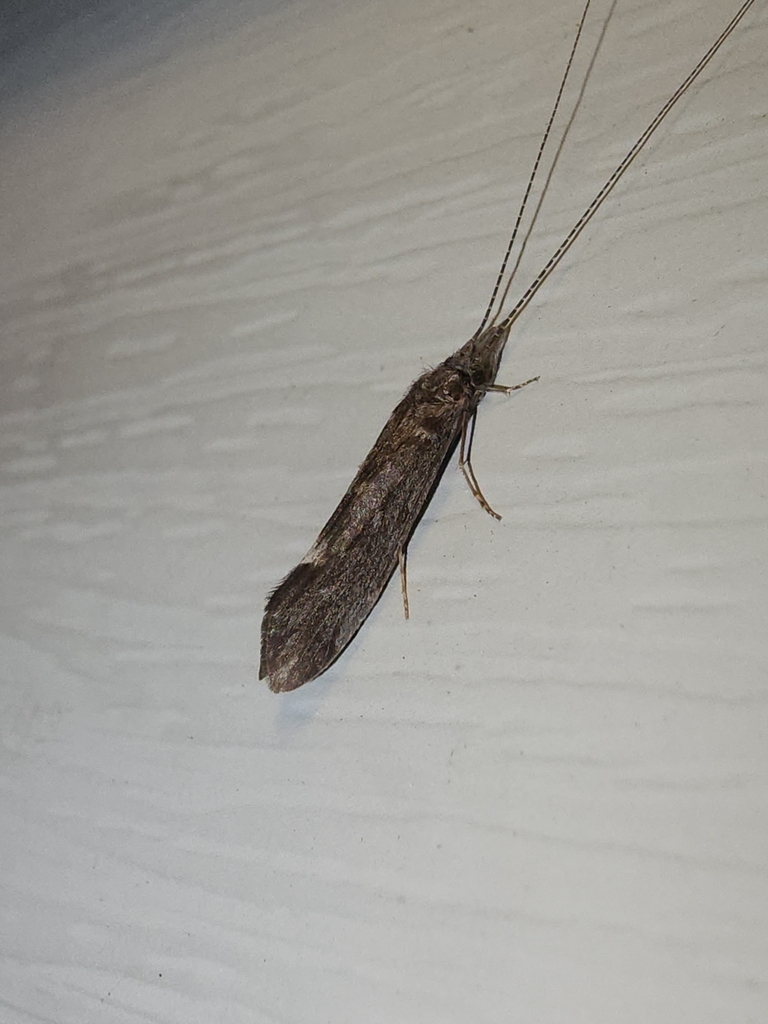Ceraclea from Blythewood, SC, USA on April 27, 2024 at 10:15 PM by ...