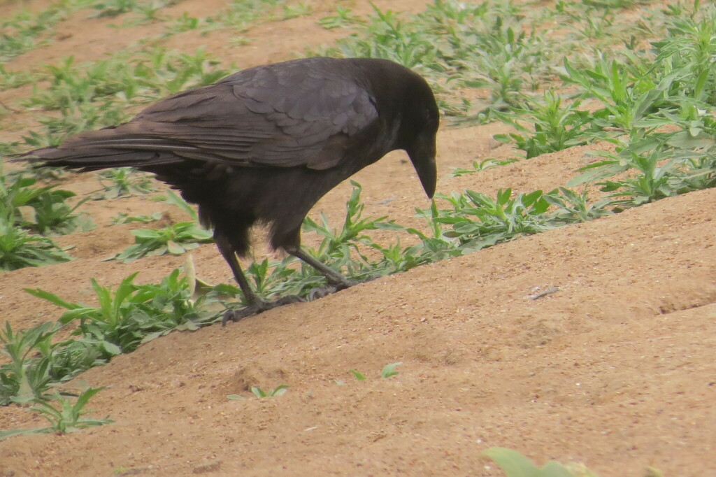 American Crow from Buena Vista Park, Shadowridge Dr, Vista, CA 92081 ...