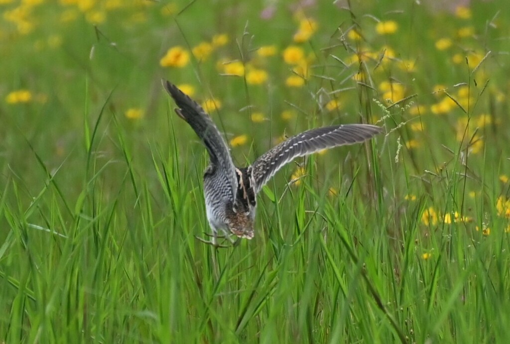 Wilson's Snipe from Aransas County, TX, USA on April 27, 2024 at 09:43 ...