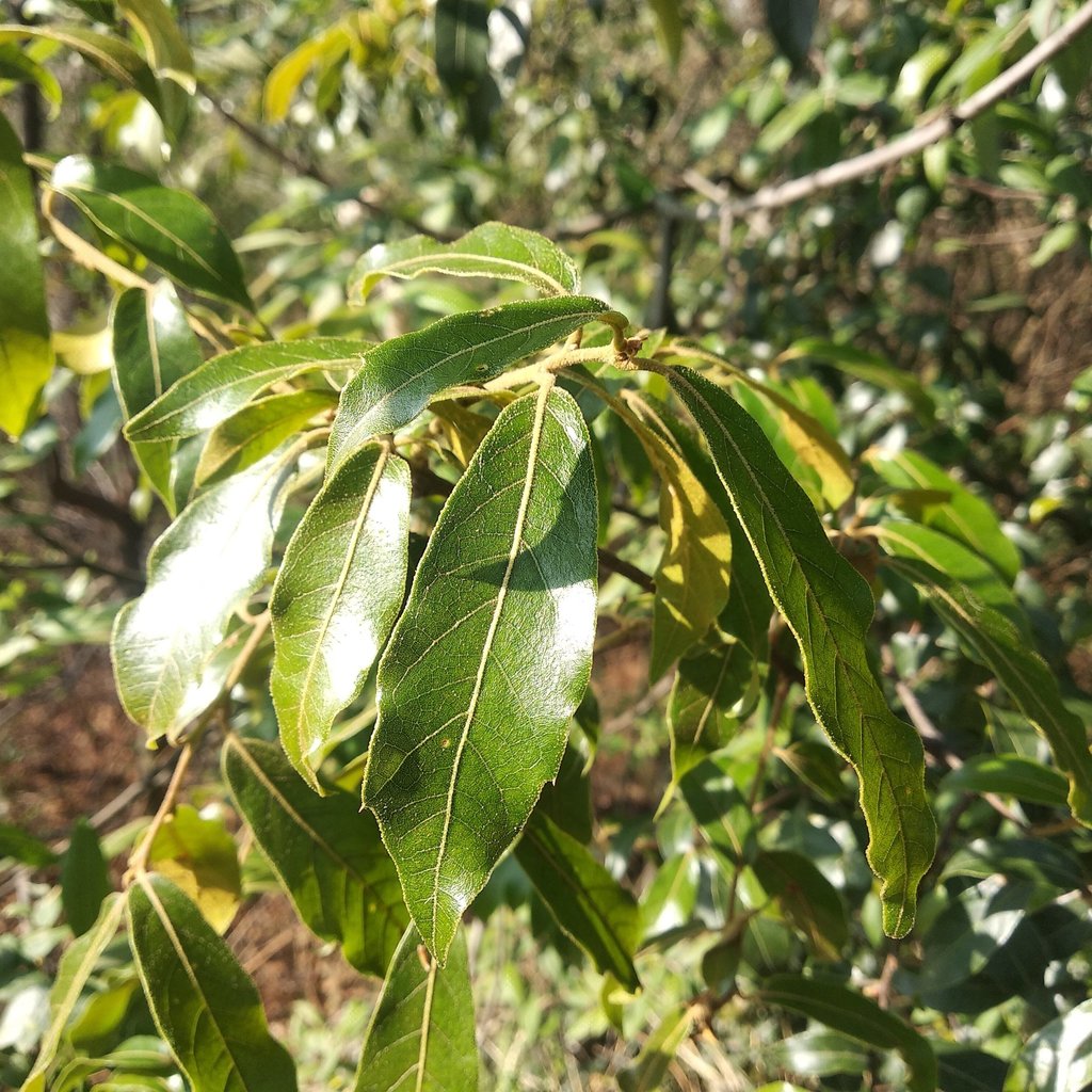 Quercus laurina from Puebla, Pue., México on April 29, 2019 at 09:21 AM ...