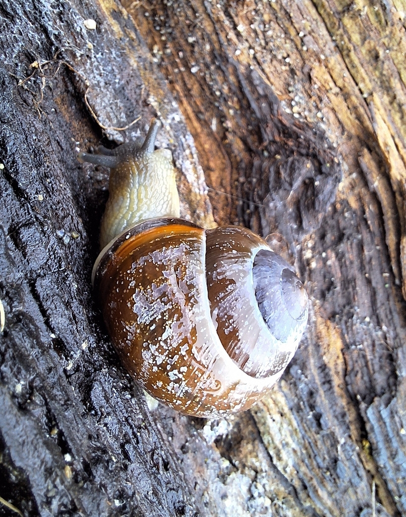 Oregon forestsnail from Delta, BC V4L 1P3, Canada on April 27, 2024 at ...