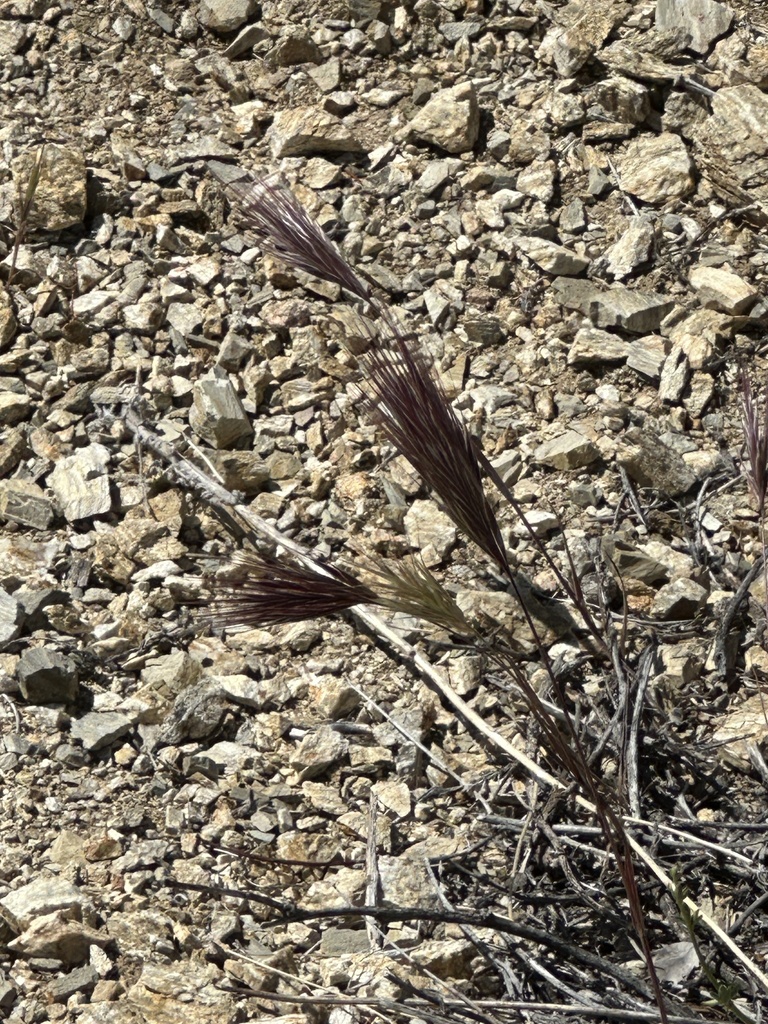 Red Brome from Santa Rosa and San Jacinto Mountains National Monument ...