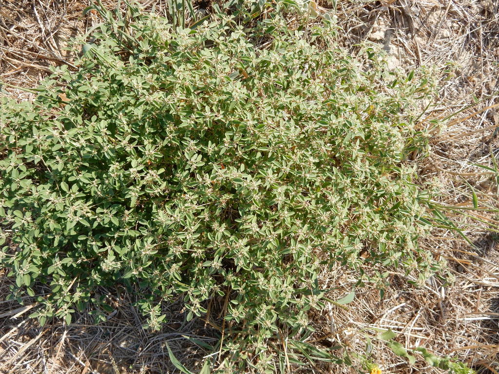 Prairie Tea (Croton monanthogynus) - Botanical Realm