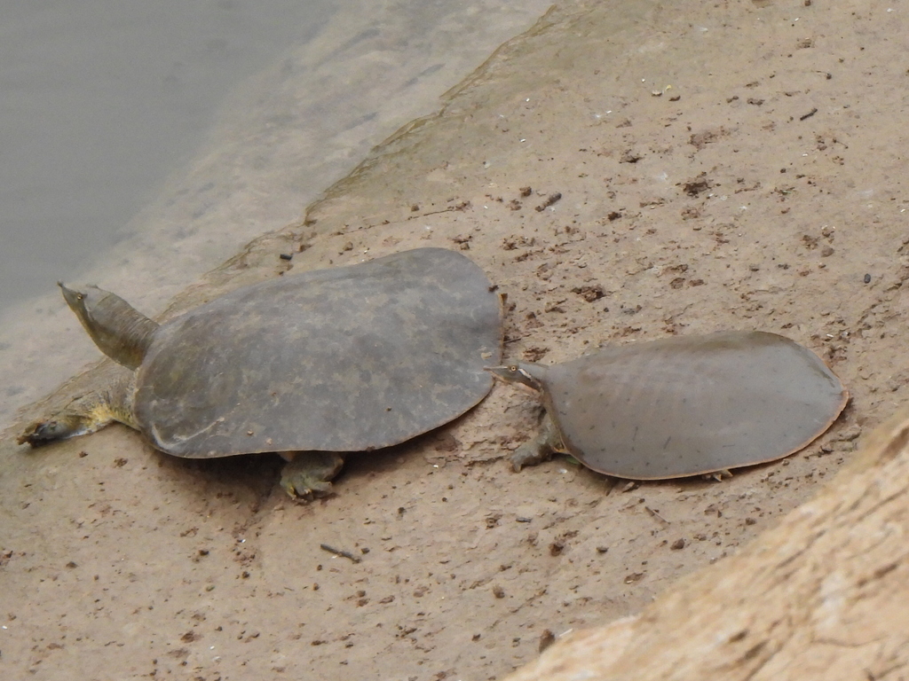 Midland Smooth Softshell Turtle in April 2024 by Sam Kieschnick ...