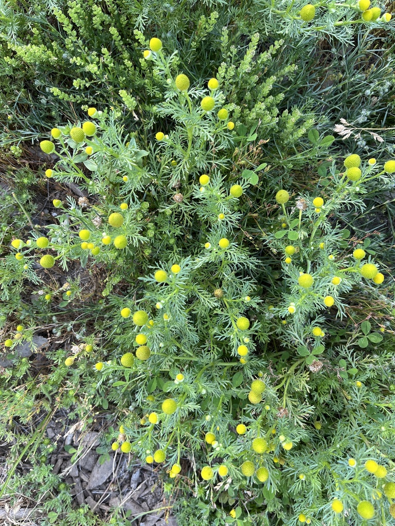 pineapple-weed from Alta Mesa Rd, Wilton, CA, US on April 27, 2024 at ...