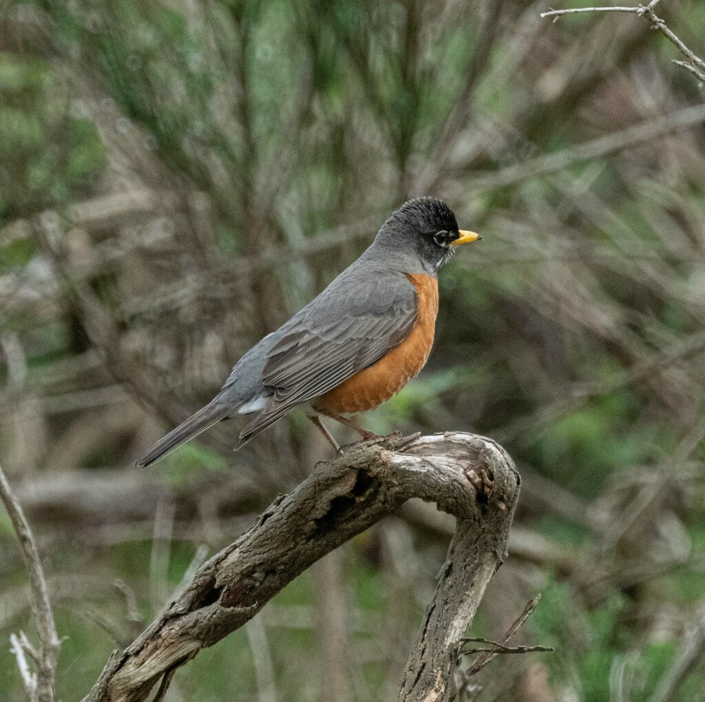 American Robin from Richmond, BC, Canada on April 26, 2024 at 01:09 PM ...