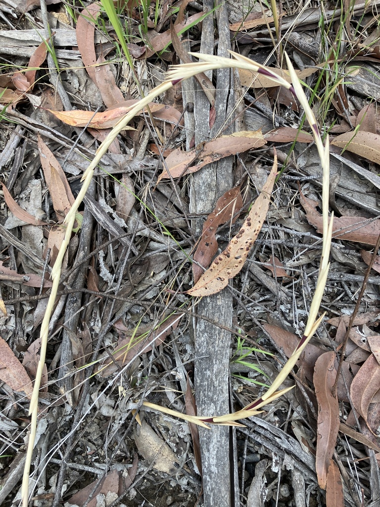 Something from Esk, AU-QL, AU on April 27, 2024 at 10:41 AM by kevin_doyle · iNaturalist