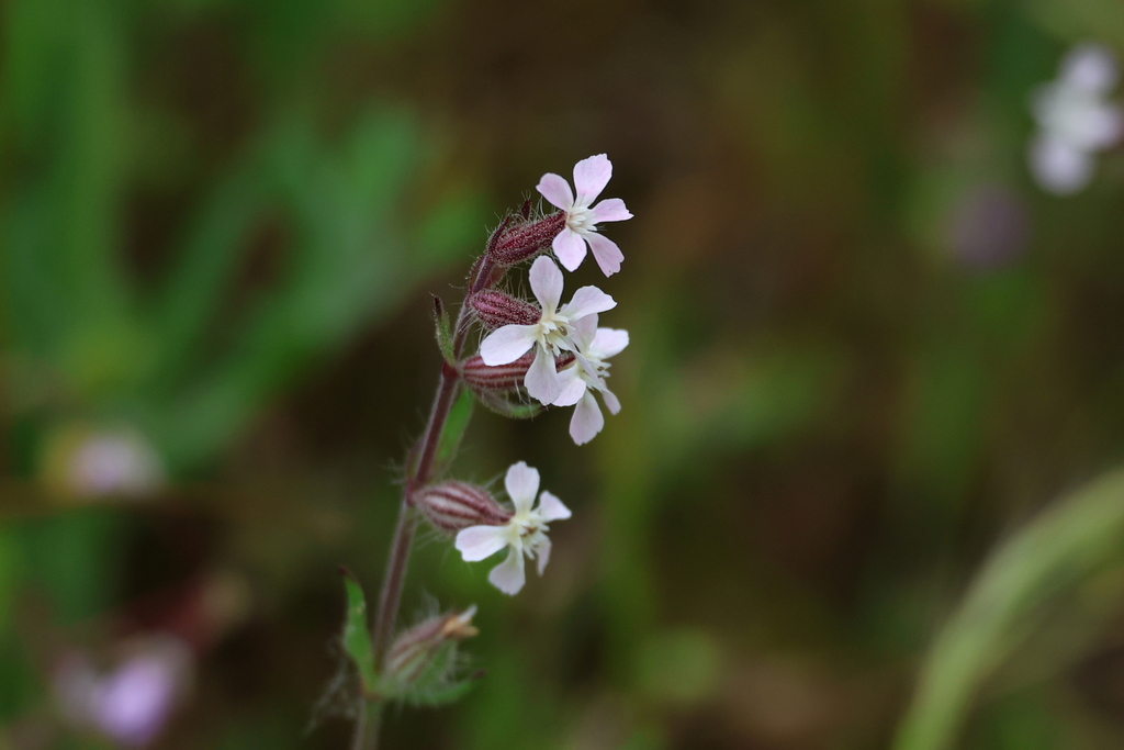 Small-flowered Catchfly from Riverside County, CA, USA on April 26 ...