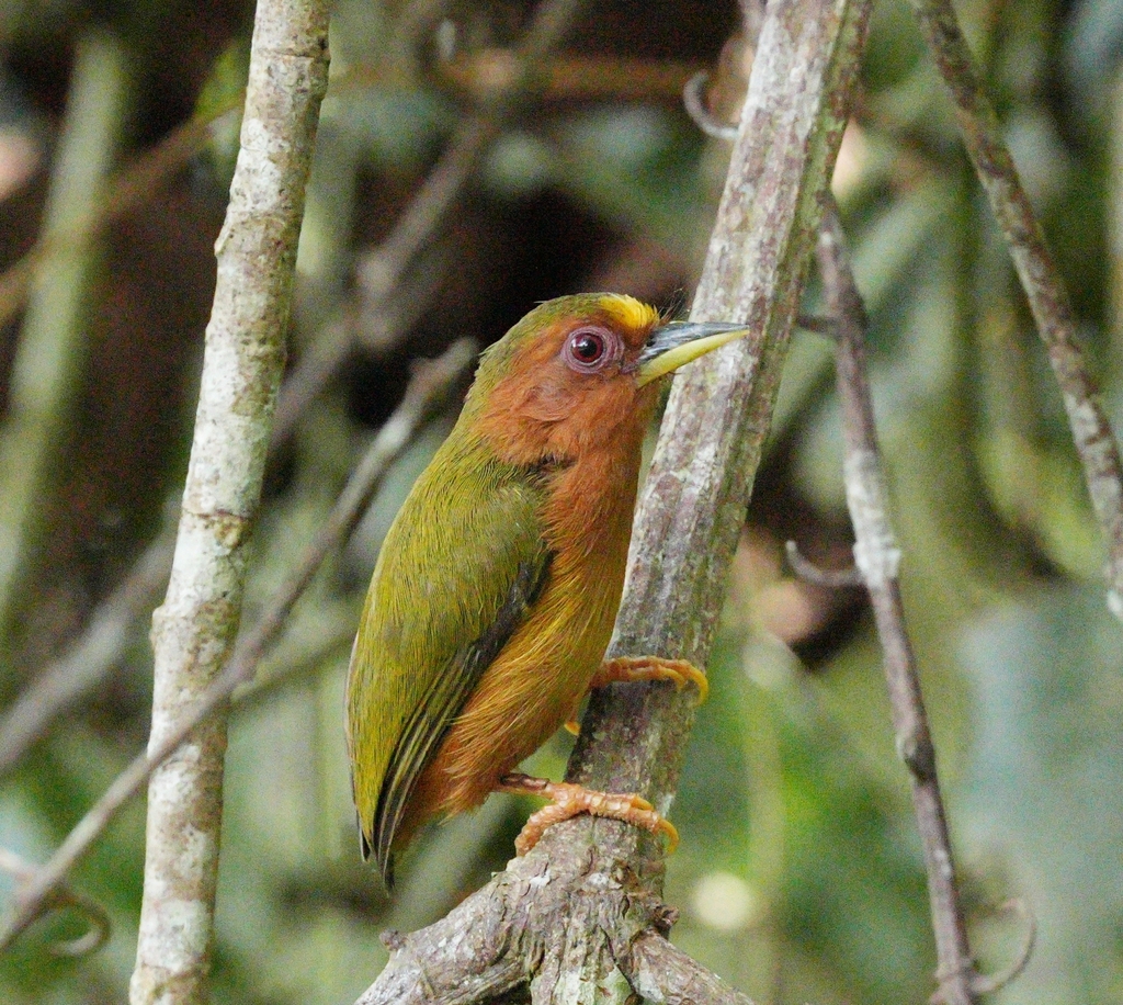 Rufous Piculet from Bukit Lima NR, Sibu, Sarawak, Malaysia on April 24 ...