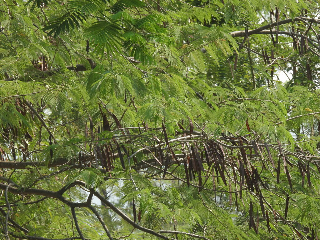 great leadtree from Tuxtla Gutiérrez, Chis., México on April 27, 2024 ...