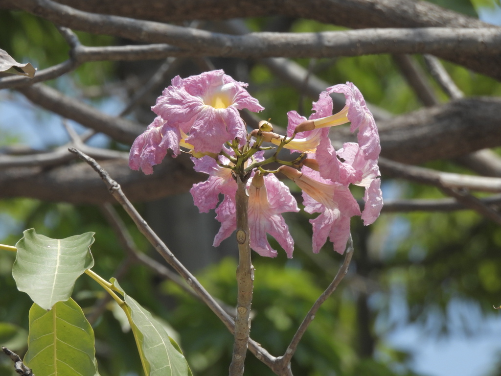 Apamate rosa desde Caña Hueca, 29030 Tuxtla Gutiérrez, Chis., México el ...