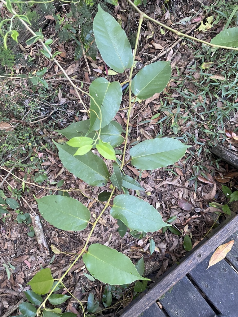 Kangaroo Vine from Walkabout Creek Discovery Centre, Enoggera Reservoir ...