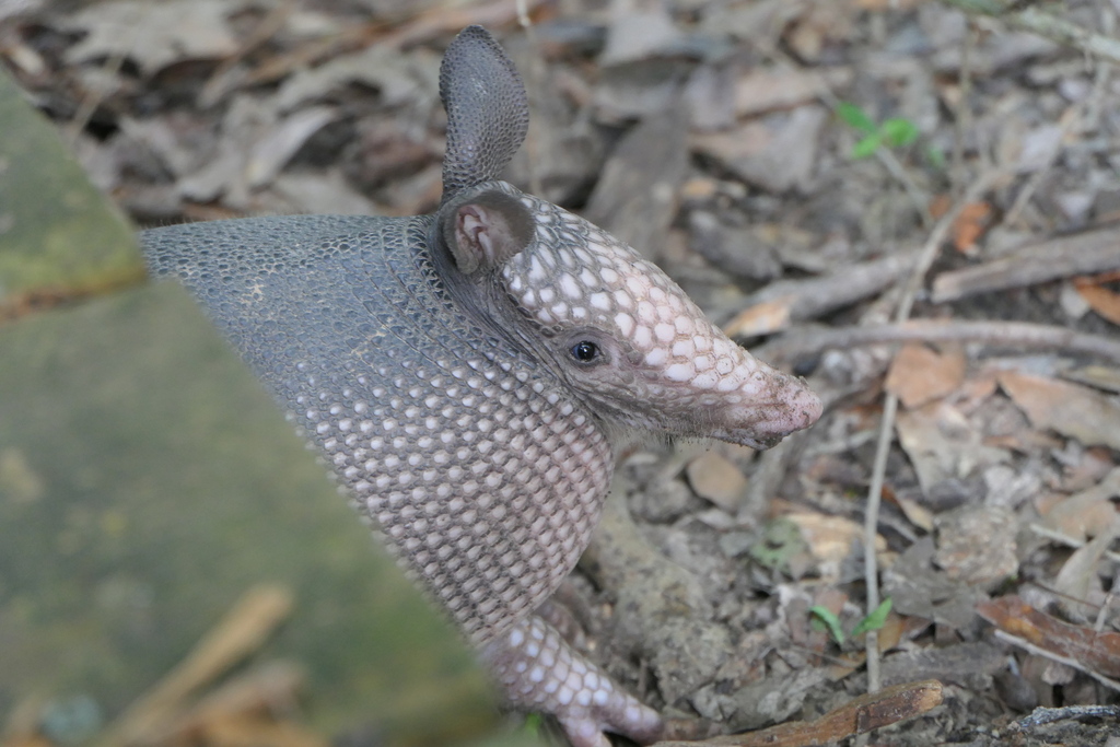 Nine-banded Armadillo from Houston Arboretum & Nature Center, Houston ...