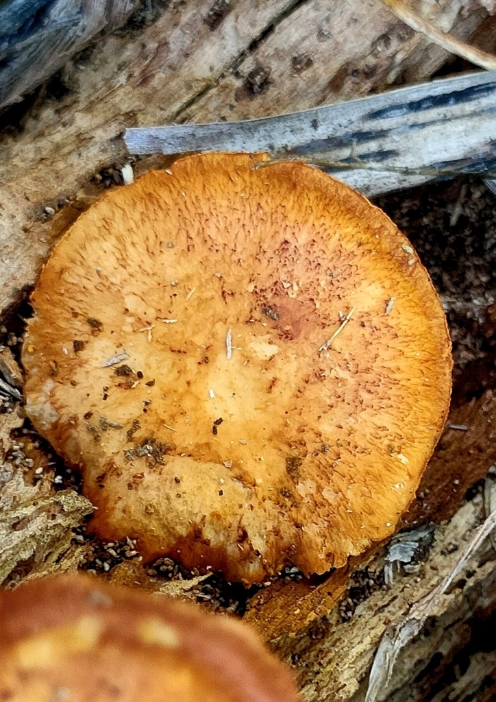 Scaly Rustgill from Blairgowrie VIC 3942, Australia on April 28, 2024 ...