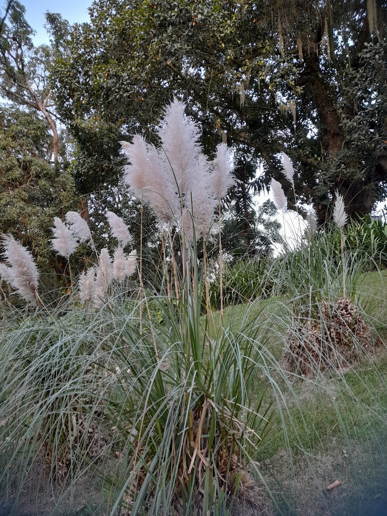 Pampas Grass from Jardim Botânico, Rio de Janeiro - RJ, Brasil on April ...