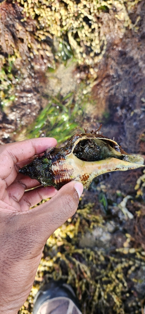Australian Horse Conch from Australia on April 28, 2024 at 09:51 AM by ...