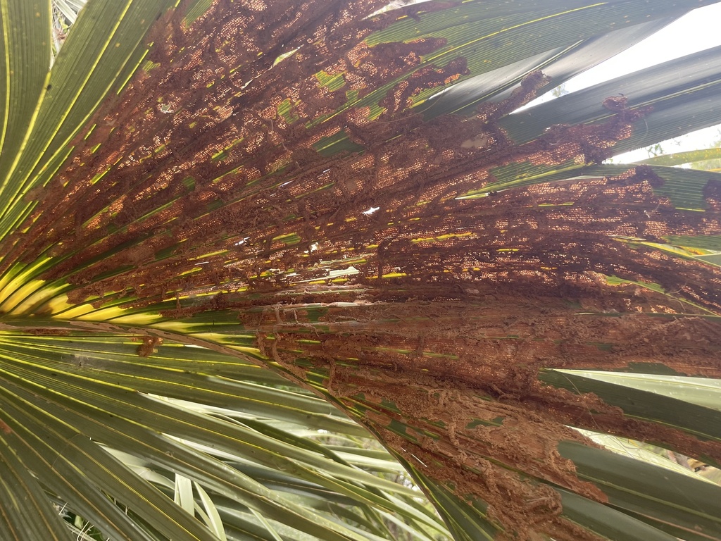 Palm Leaf Skeletonizer Moth from Labelle, FL, US on April 27, 2024 at ...