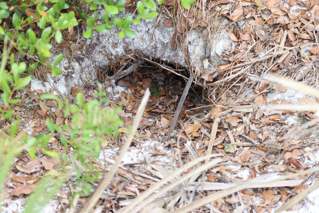 Gopher Tortoise in April 2024 by LW Ridge · iNaturalist
