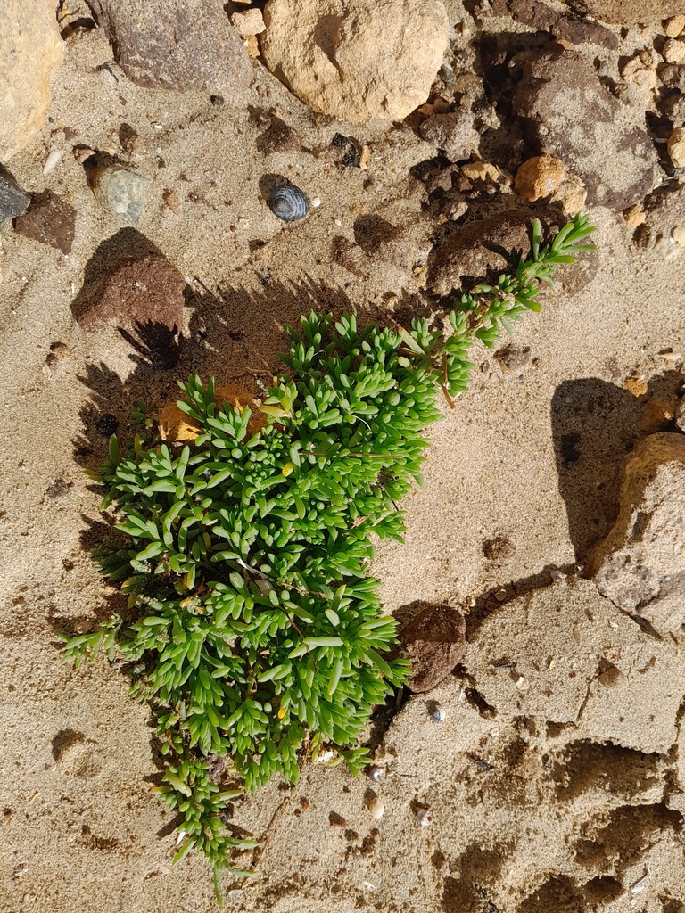 Threlkeldia from Portland VIC 3305, Australia on April 28, 2024 at 10: ...