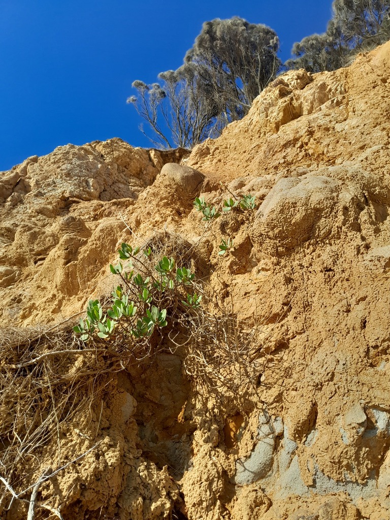 plants from Portland VIC 3305, Australia on April 28, 2024 at 09:56 AM ...