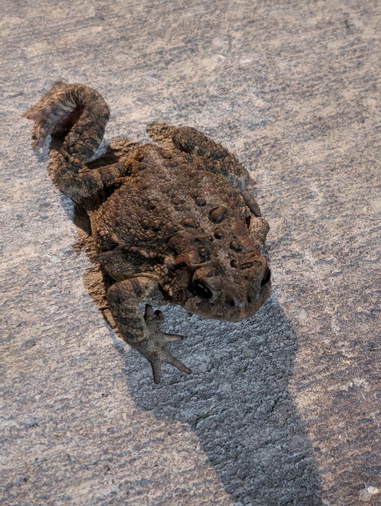American Toad from Kent, Michigan, United States on April 27, 2024 at ...