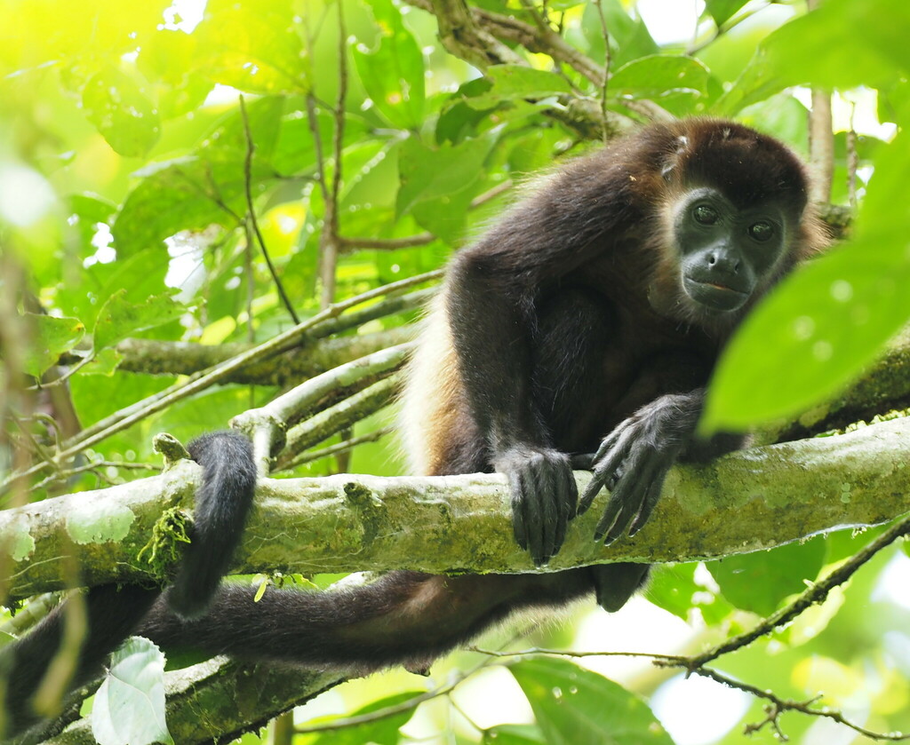 Saraguato de manto desde Panama, Panamá Province, Panama el 07 de ...