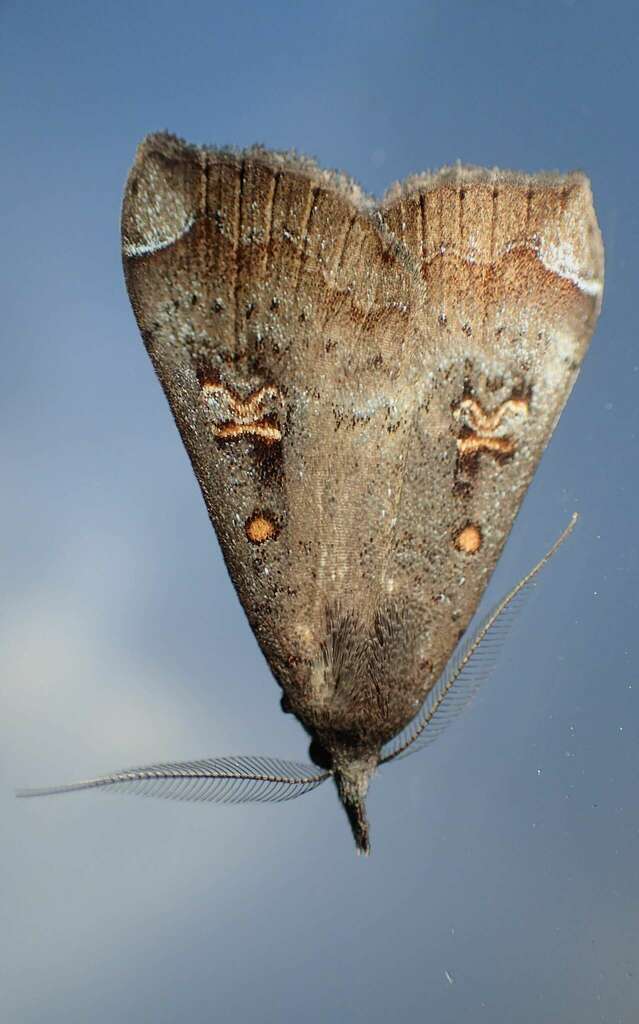 Slender owlet moth from Peel Forest, New Zealand on April 26, 2024 at ...
