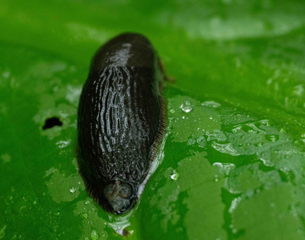 ater-group Arion Slugs from Burnaby, BC, Canada on April 27, 2024 at 10 ...