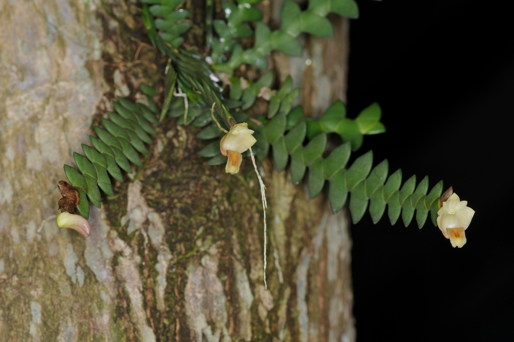 Dendrobium leonis from Jurong East, Singapore on April 27, 2024 at 11: ...
