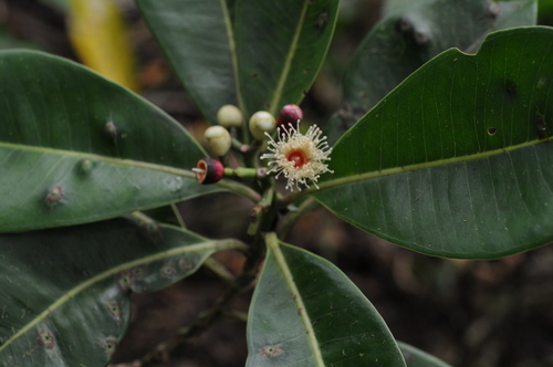 Syzygium samoense · iNaturalist United Kingdom