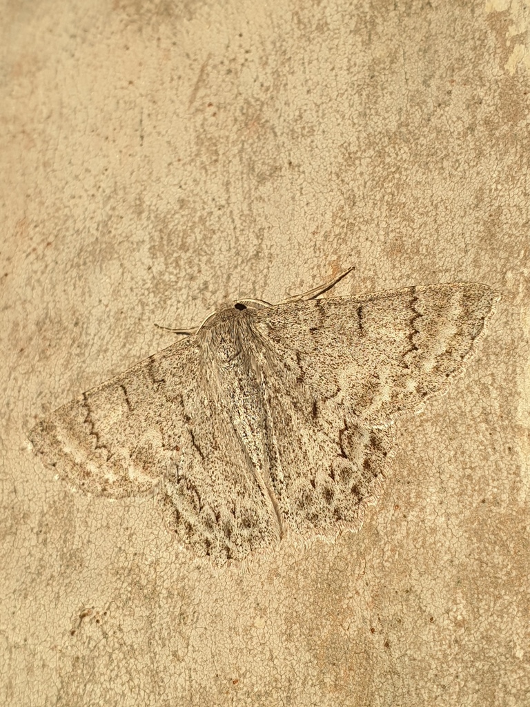 Red-lined Looper from Henty NSW 2658, Australia on April 24, 2024 at 02 ...