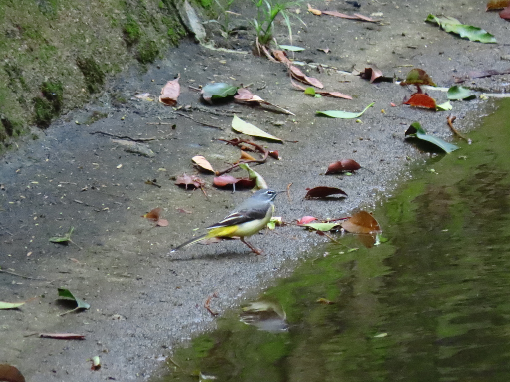 Grey Wagtail from Aberdeen, Hong Kong on April 27, 2024 at 12:35 PM by ...
