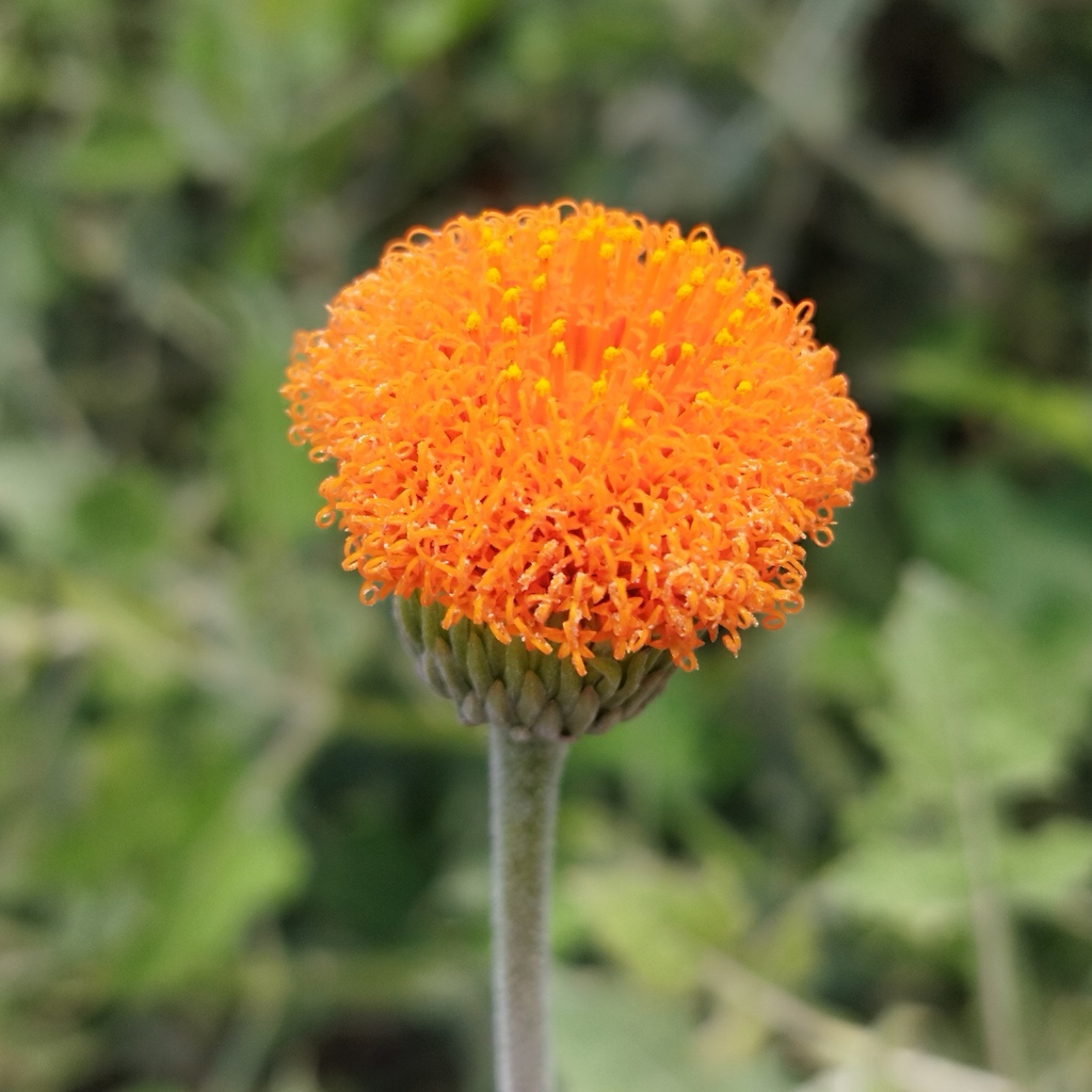 Verbesina crocata from Atlixco, Pue., México on April 26, 2024 at 12:46 ...