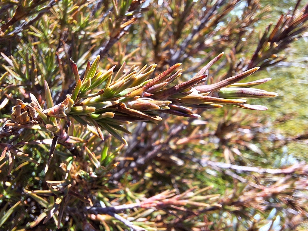 Dracophyllum pronum from Blenheim 7275, New Zealand on April 27, 2024 ...