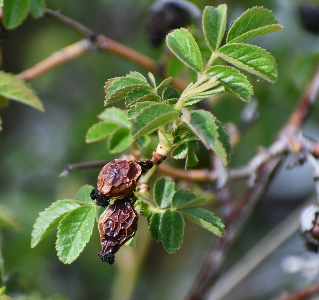 Sweet-brier from Southeast Boise, Boise, ID, USA on April 26, 2024 at ...