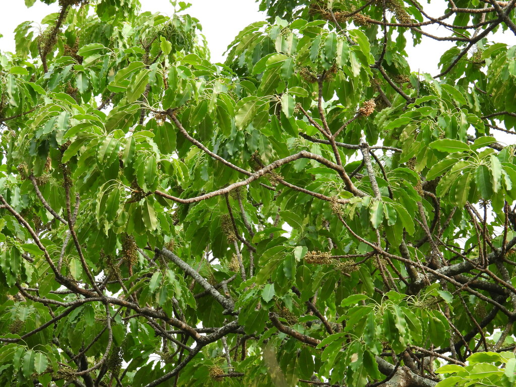 Sideroxylon capiri from La Esperanza, Tuxtla Gutiérrez, Chis., México ...