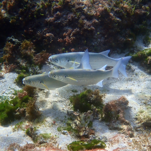 Genus Moolgarda · iNaturalist United Kingdom