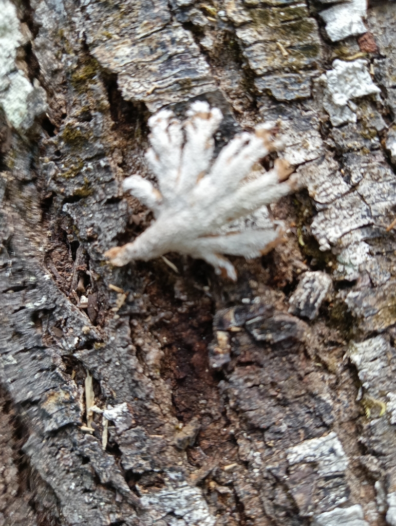 splitgill mushroom from FRMP+MJJ Botanical Park San Agustin, Tagum ...