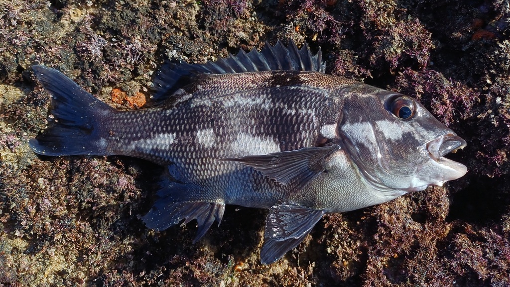 Black Musselcracker (Cymatoceps nasutus) - Marine Life Identification