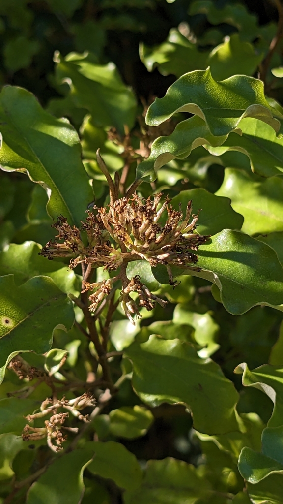 Akiraho from Khandallah, Wellington 6035, New Zealand on April 28, 2024 ...