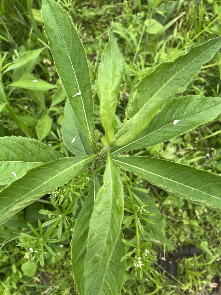 Wingstem from Caperton Swamp, Indian Hills, KY, US on April 27, 2024 at ...