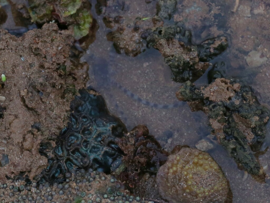 Banded Stringarm Octopus from Port Hedland, Western Australia ...