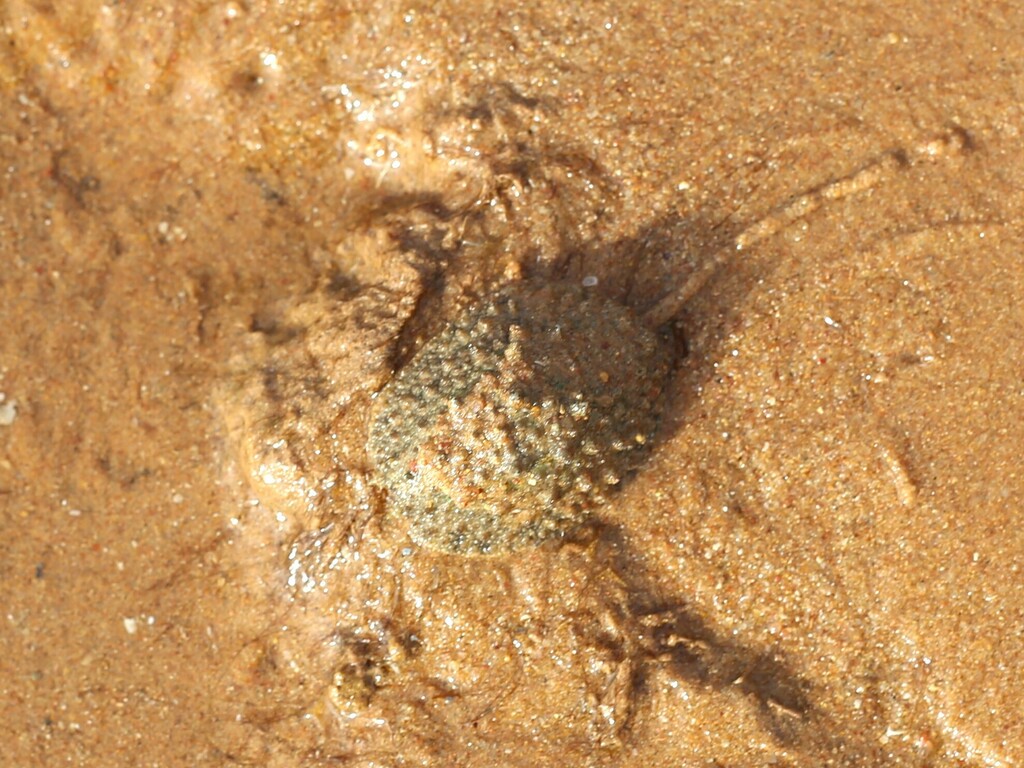 Peronia from Port Hedland WA 6721, Australia on April 10, 2024 at 04:15 ...