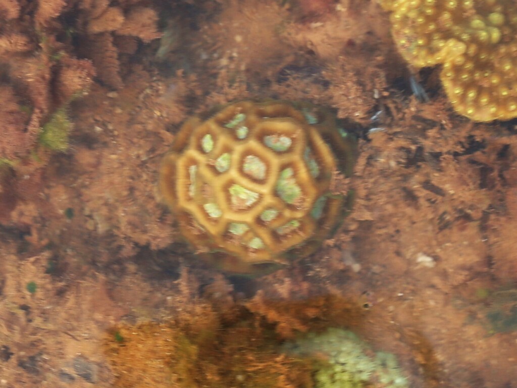 Coelastrea palauensis in April 2024 by Zaire Schutte. Port Hedland WA ...