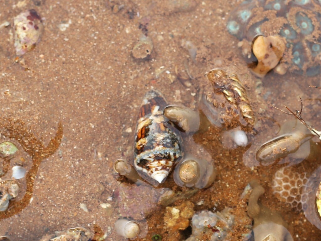 Queen Victoria Cone from Port Hedland WA 6721, Australia on April 10 ...