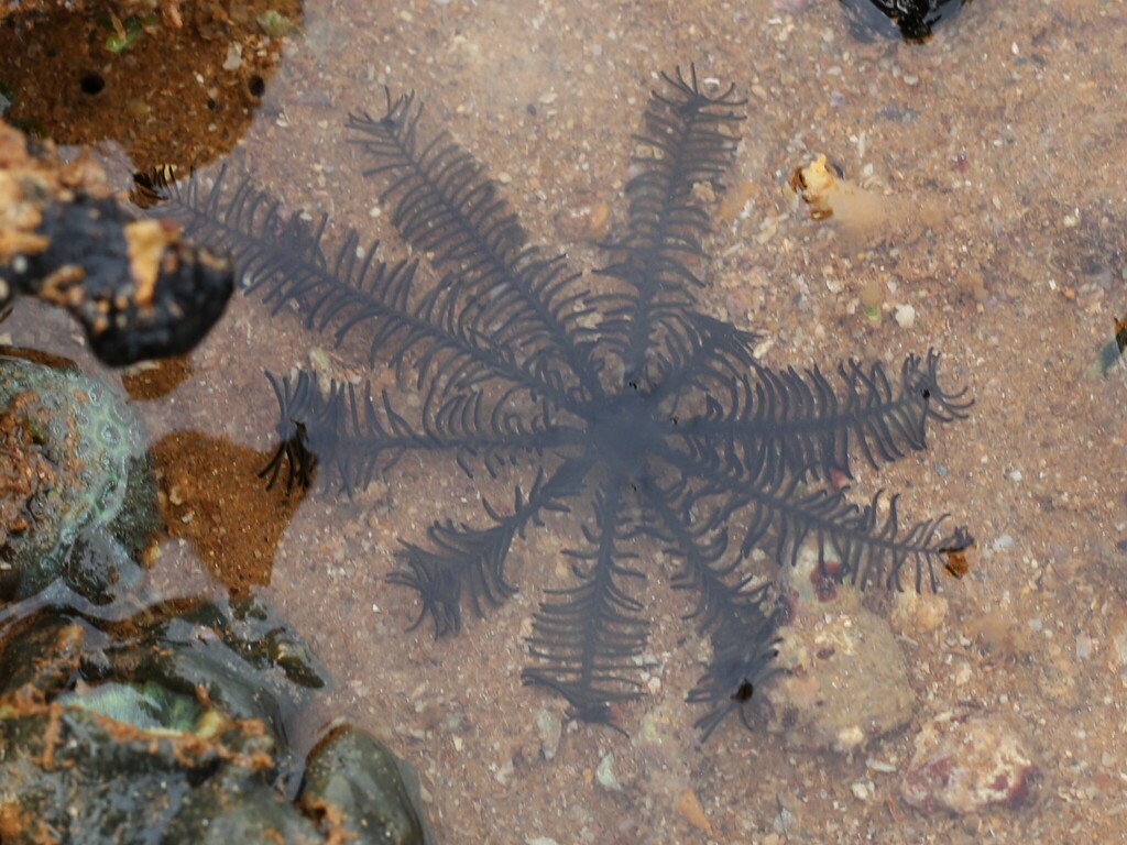Comatula pectinata from Port Hedland WA 6721, Australia on April 10 ...