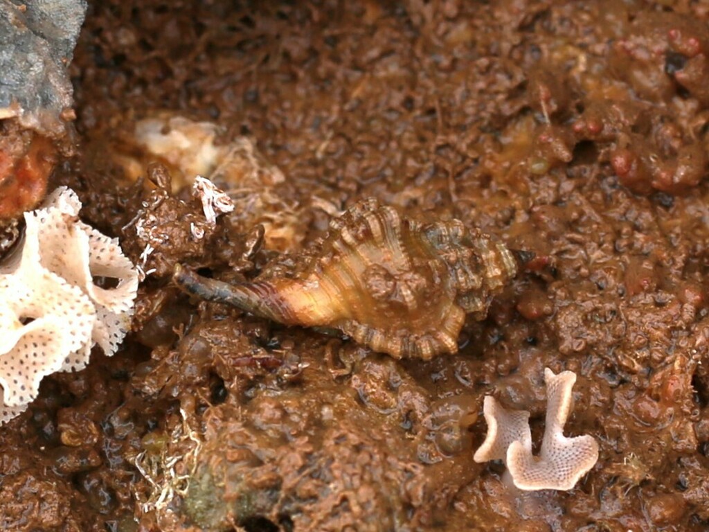 Bristled Triton Snail from Port Hedland, WA, Australia on April 10 ...