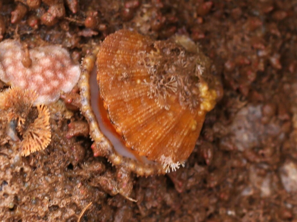 Semipallium fulvicostatum from Port Hedland, WA, Australia on April 10 ...